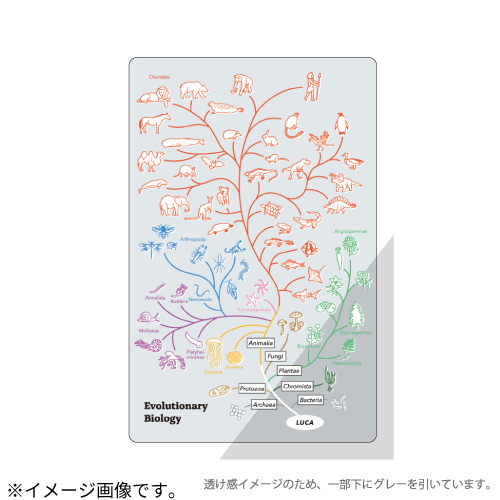 グリーンフラッシュ（GreenFlash） STUDY HOLIC クリアブックマーク ST－374 進化生物学｜【ハンズネットストア】